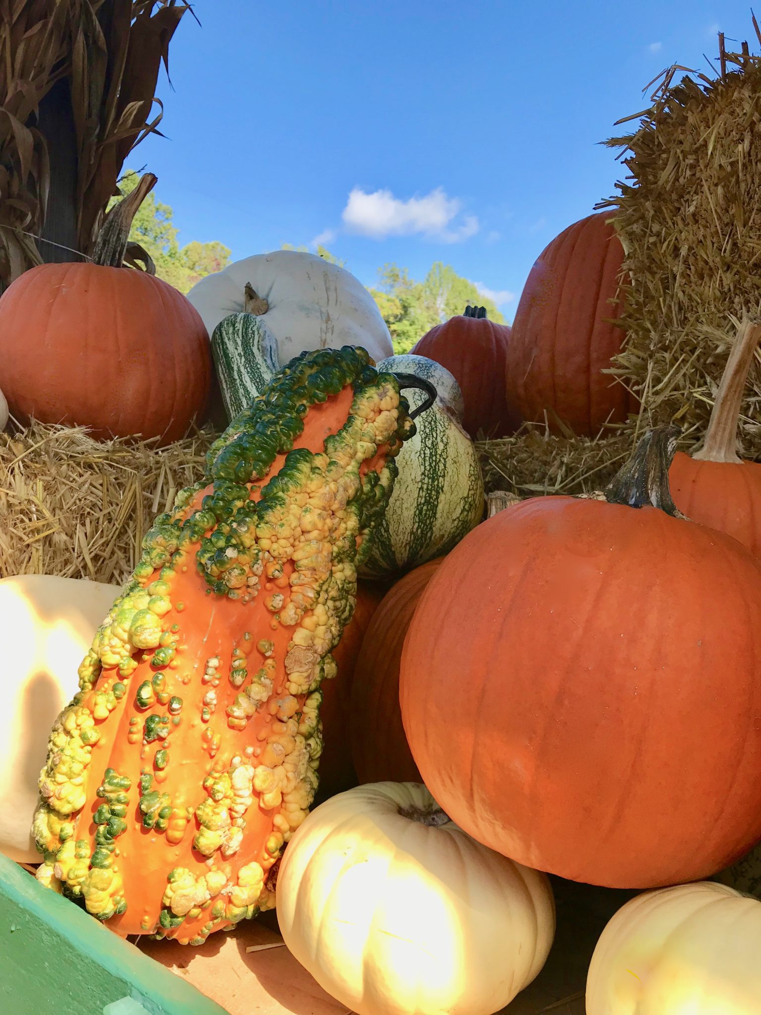 DIY "Blooming Pumpkin" Table Scape - Liz Bushong