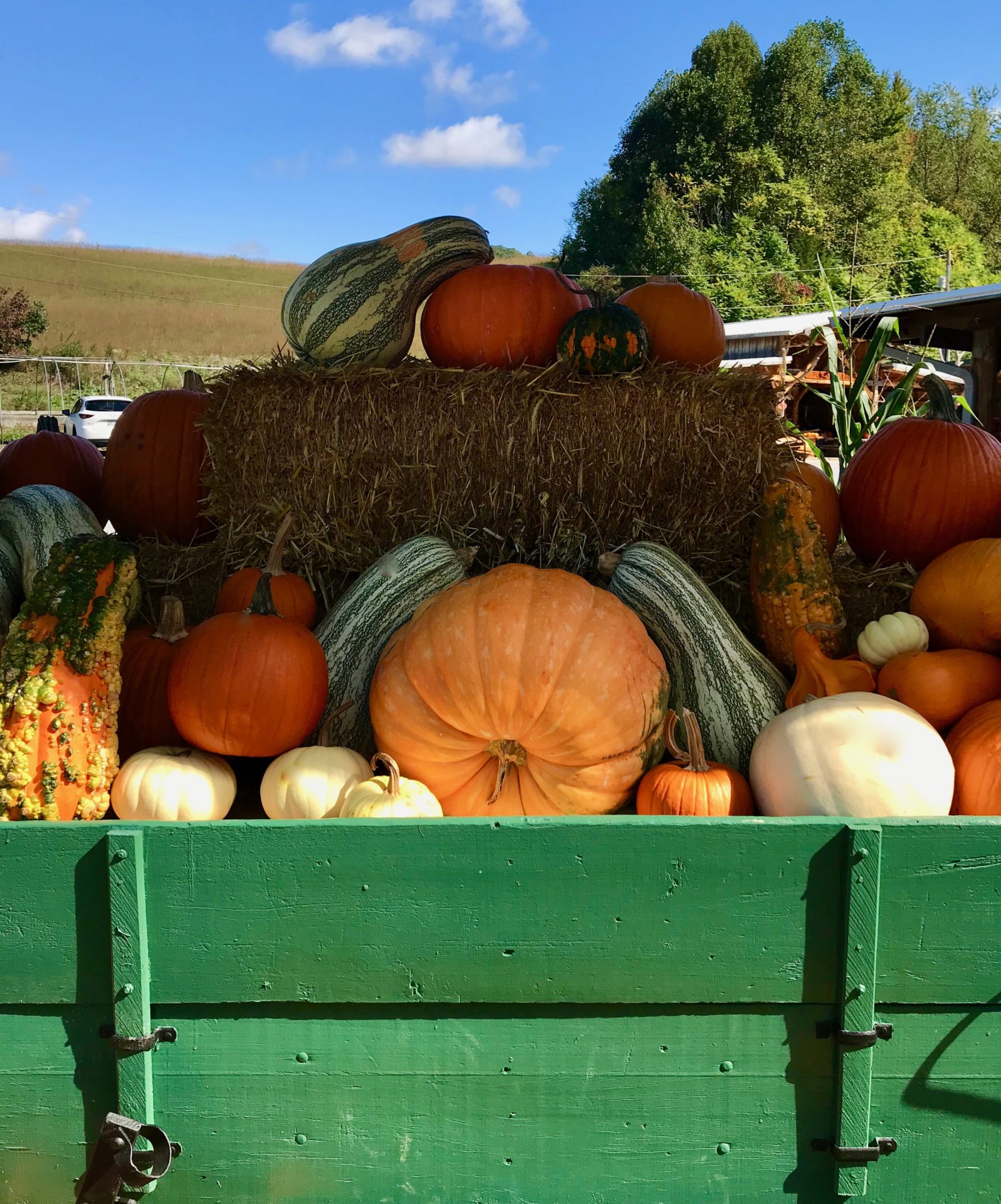DIY "Blooming Pumpkin" Table Scape - Liz Bushong